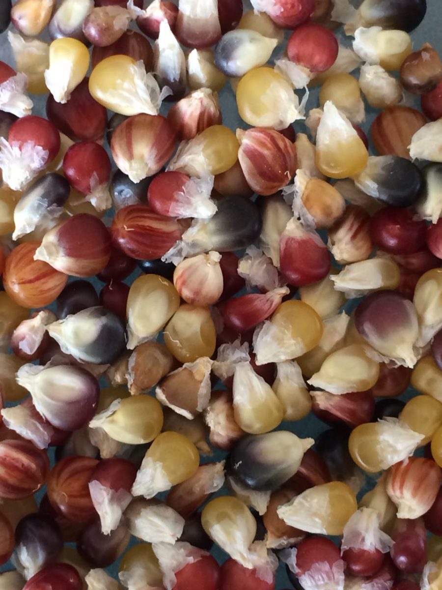 Semillas colores | Green Energy